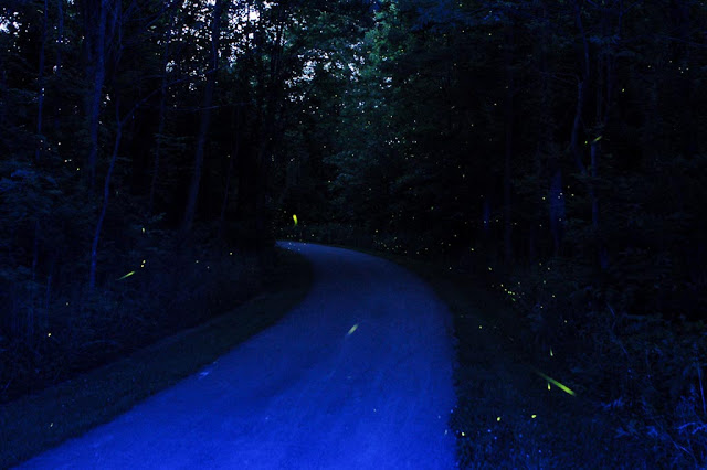 Firefly Show – Blacklick Woods Metro Park – VisualOhio
