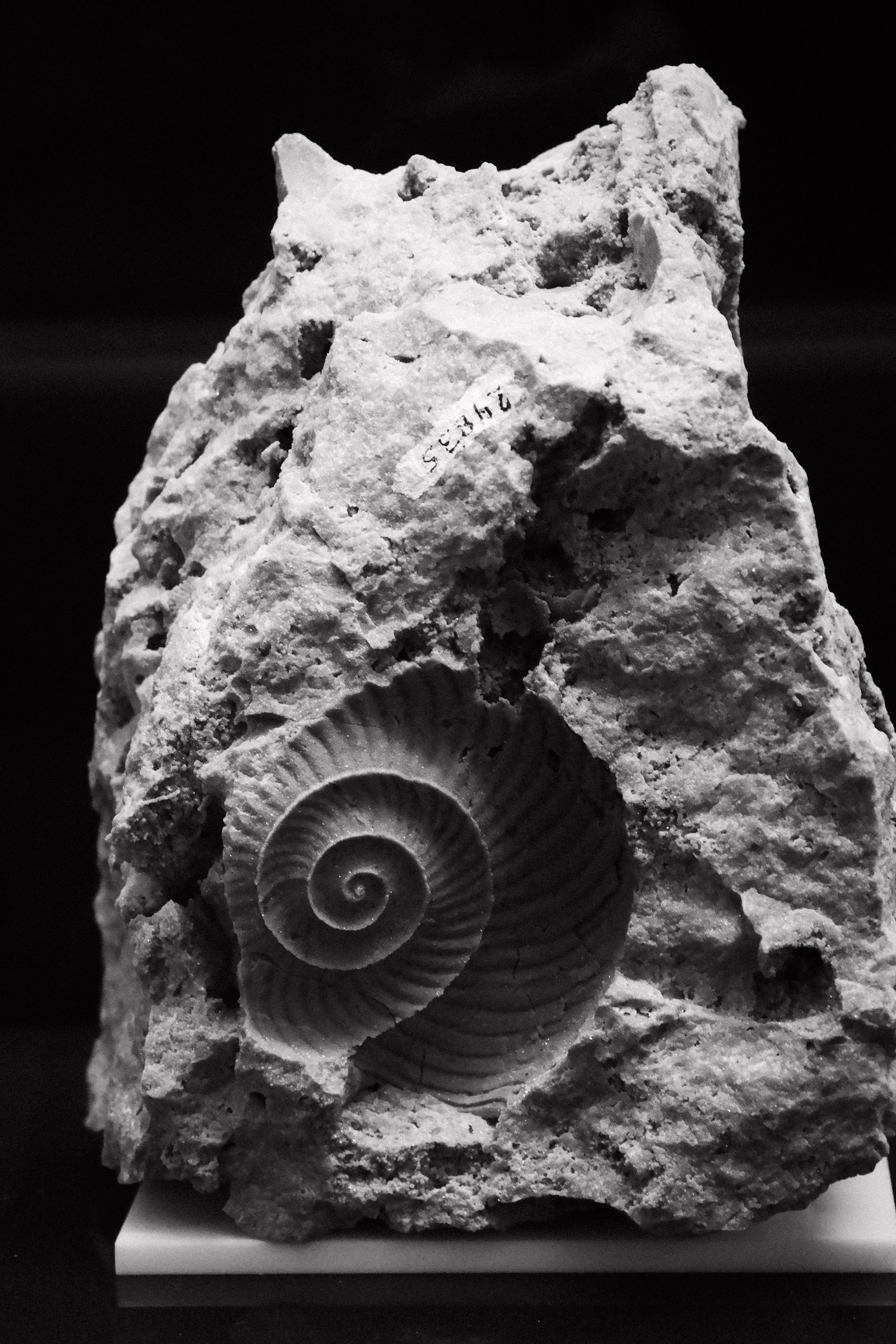 Orton Geological Museum – OSU Main Campus – VisualOhio